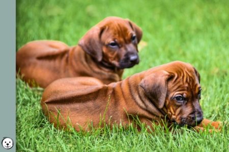 Understanding Ridgeback Genetics | Coats and Colors