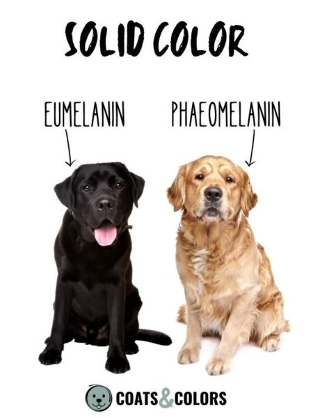 Pigment Types: Eumelanin and Phaeomelanin | Coats and Colors