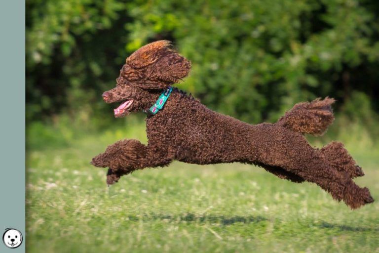 Cu-Locus: Curly Coat in Dogs | Coats and Colors