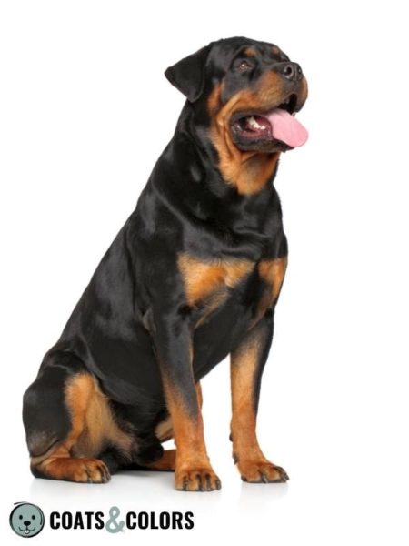 Dog Genetics - Basic Terms | Coats and Colors