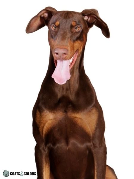 Dog Genetics - Basic Terms | Coats and Colors