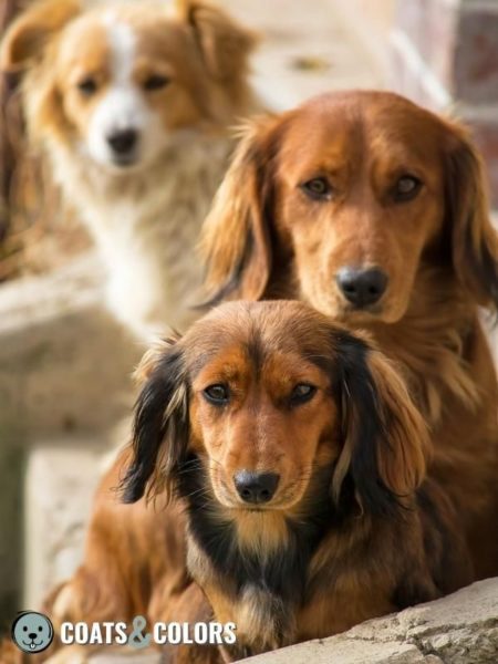 Dog Genetics - Basic Terms | Coats and Colors