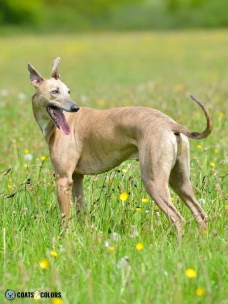 Brindle (kbr) | Coats and Colors