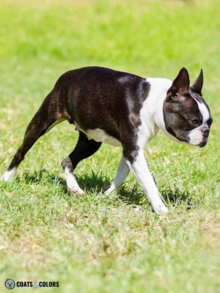 Brindle (kbr) | Coats and Colors