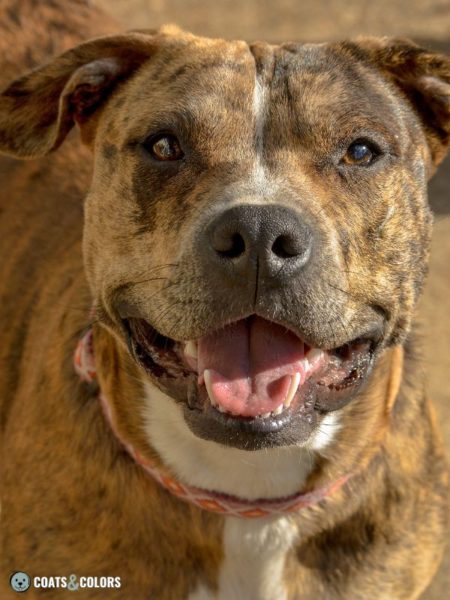 Brindle (kbr) | Coats and Colors