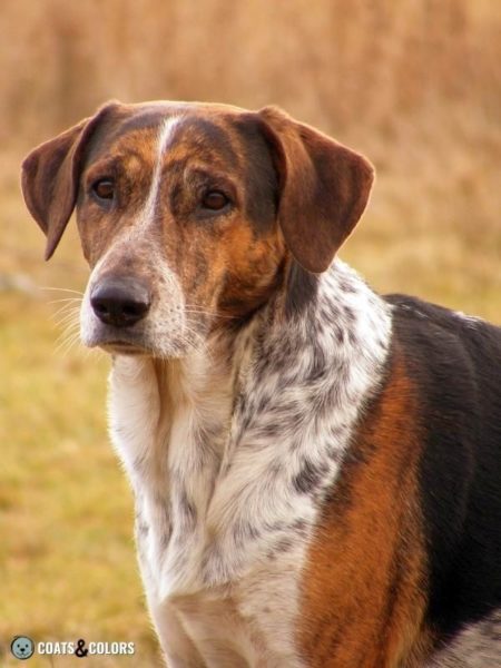 Brindle (kbr) | Coats and Colors