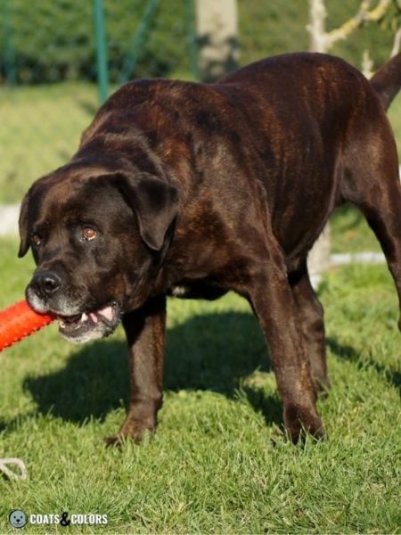 Brindle (kbr) | Coats and Colors