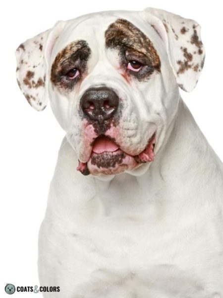 Brindle (kbr) | Coats and Colors