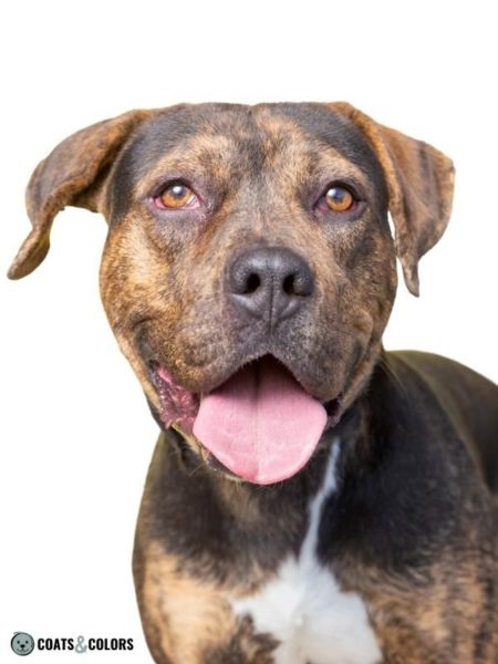 Brindle (kbr) | Coats and Colors