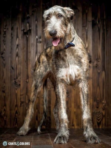 Brindle (kbr) | Coats and Colors