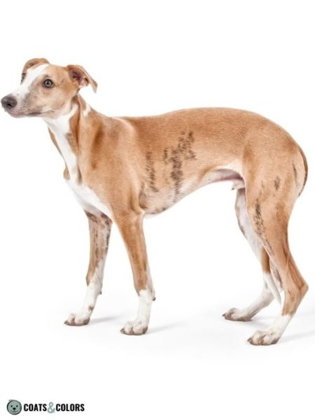 Brindle (kbr) | Coats and Colors