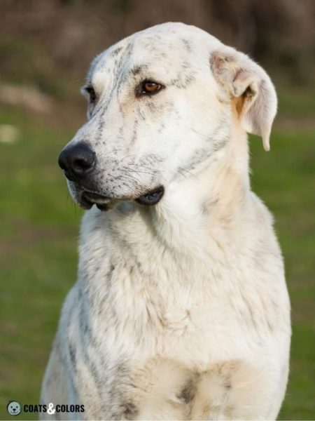 Brindle (kbr) | Coats and Colors