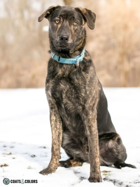 Brindle (kbr) | Coats and Colors