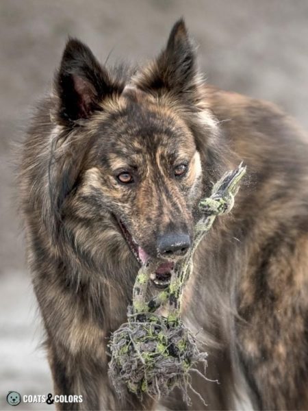 Brindle (kbr) | Coats and Colors