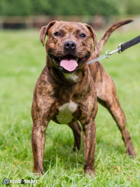 Brindle (kbr) | Coats and Colors