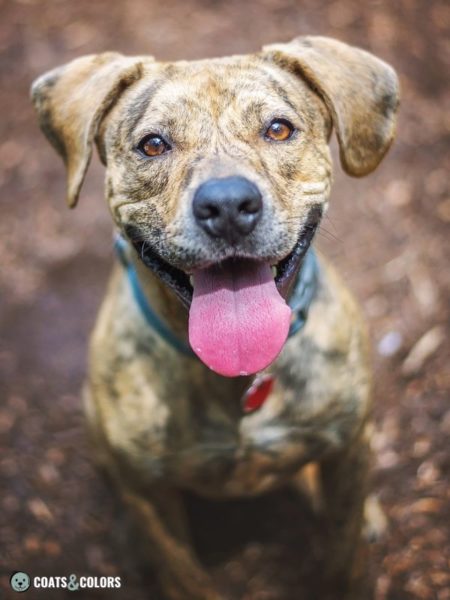 Brindle (kbr) | Coats and Colors