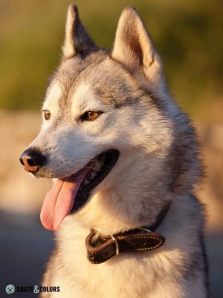 Melanistic Masks (Em) | Coats and Colors