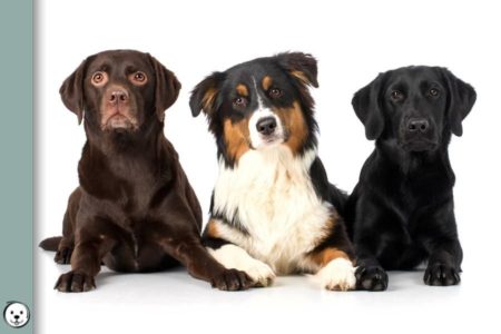 K Locus | Coats and Colors