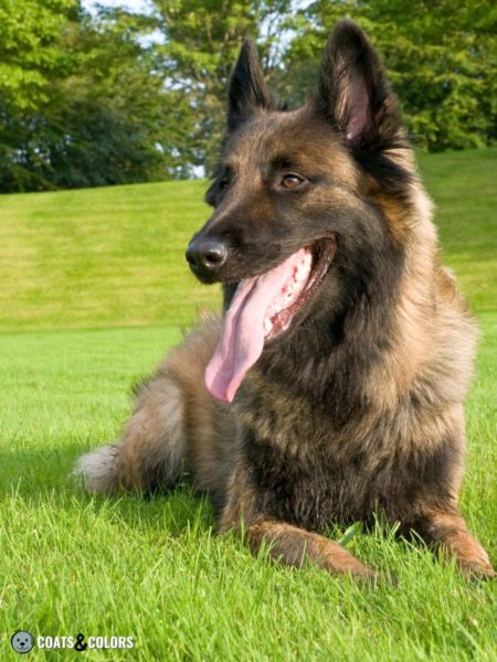 K Locus | Coats and Colors