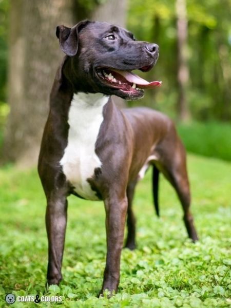 K-Locus | Coats and Colors