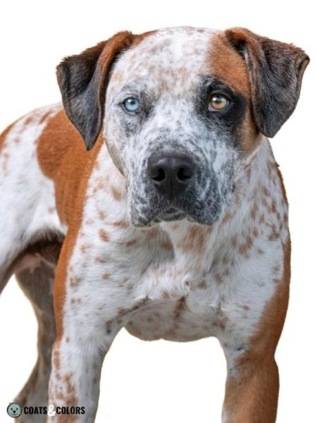 Melanistic Masks (Em) | Coats and Colors