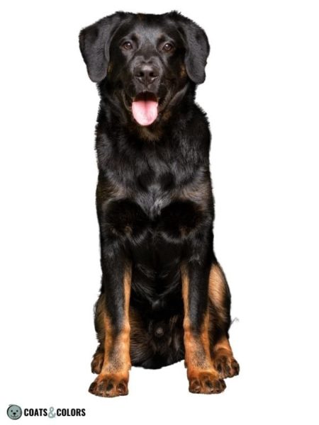 Melanistic Masks (Em) | Coats and Colors