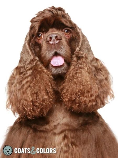 Pigment Types: Eumelanin and Phaeomelanin | Coats and Colors