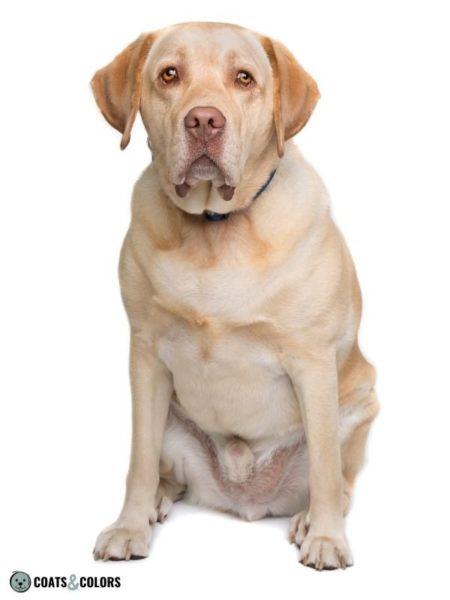 Recessive Red (e/e) | Coats and Colors