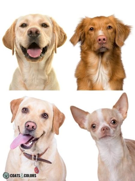 Recessive Red (e/e) | Coats and Colors