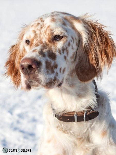 Recessive Red (e/e) | Coats and Colors