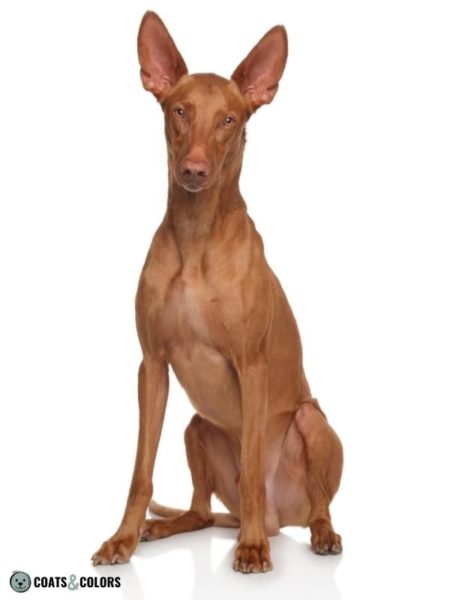 Recessive Red (e/e) | Coats and Colors