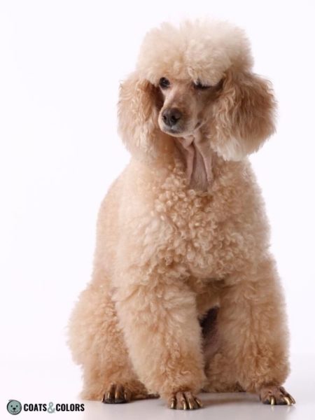 Recessive Red (e/e) | Coats and Colors