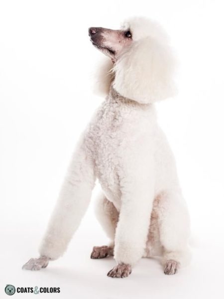 Recessive Red (e/e) | Coats and Colors