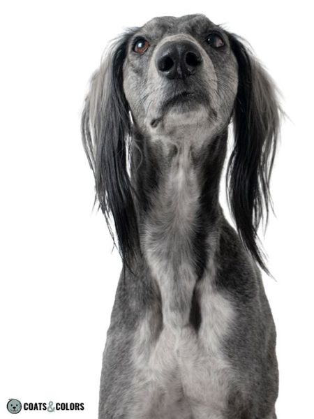 Sighthound Domino - Grizzle (eG) | Coats and Colors