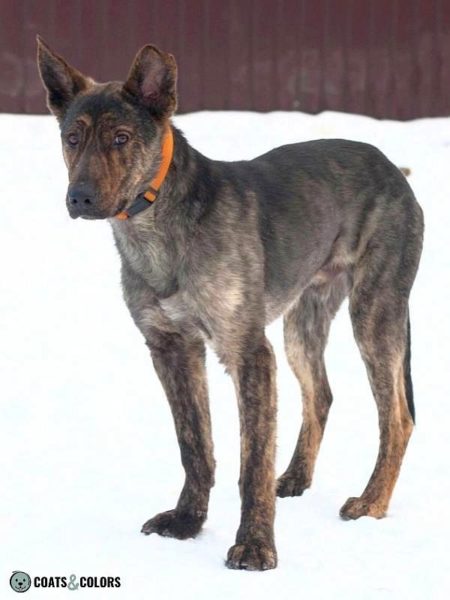 Agouti (aw) | Coats and Colors