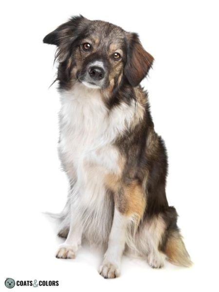 Agouti (aw) | Coats and Colors