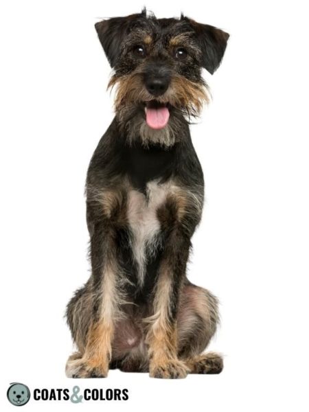 Agouti (aw) | Coats and Colors