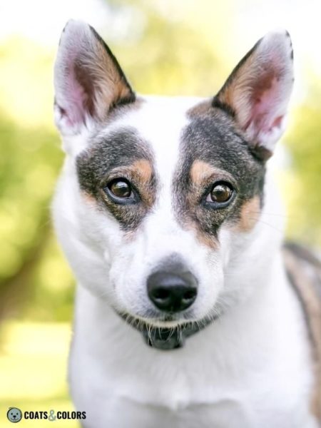 Agouti (aw) | Coats and Colors