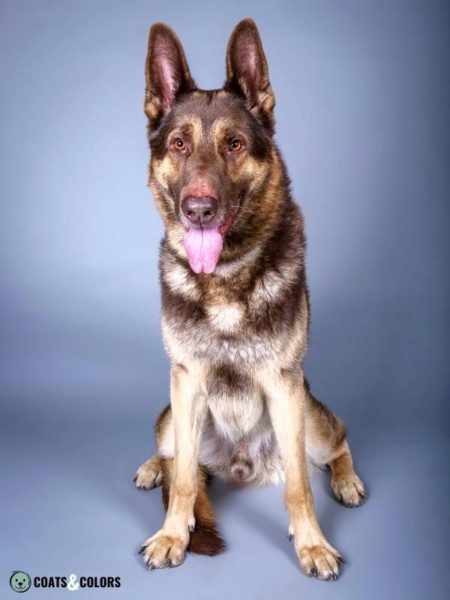 Agouti (aw) | Coats and Colors