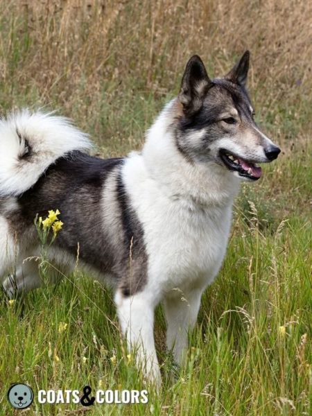 Agouti (aw) | Coats and Colors