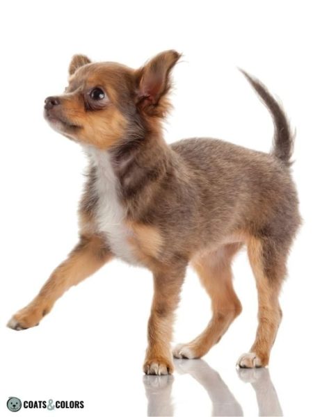 Agouti (aw) | Coats and Colors