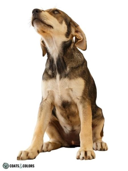 Agouti (aw) | Coats and Colors