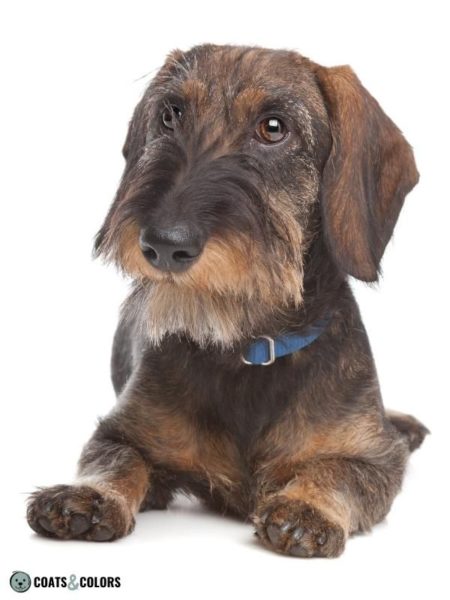 Agouti (aw) | Coats and Colors