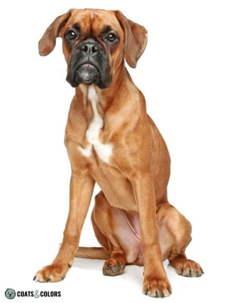 A-Locus | Coats and Colors