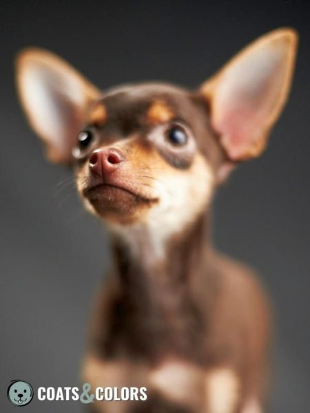 Tan Points (at) | Coats and Colors