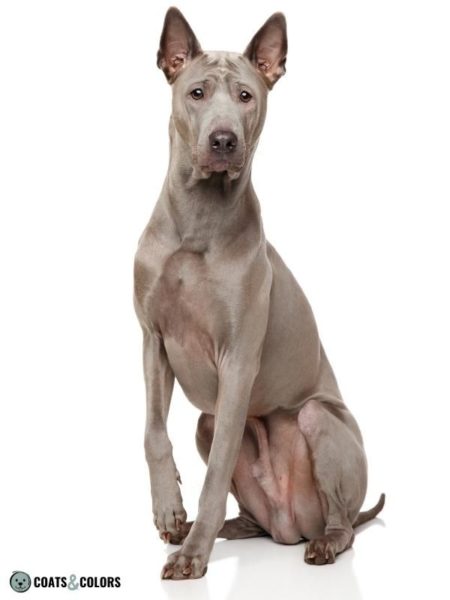 D Locus: Color Dilution | Coats and Colors