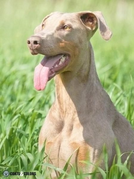 D Locus: Color Dilution | Coats and Colors