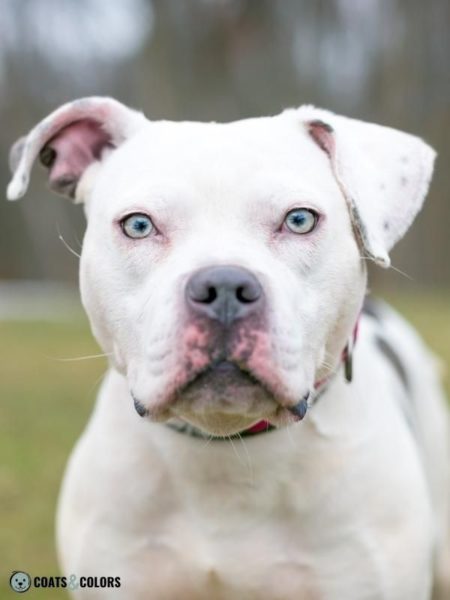 D Locus: Color Dilution | Coats and Colors