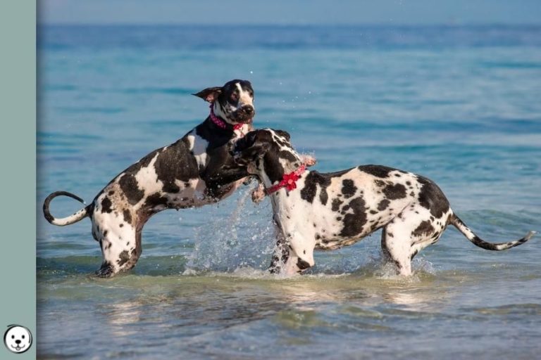 H-Locus: Great Dane Harlequin | Coats and Colors