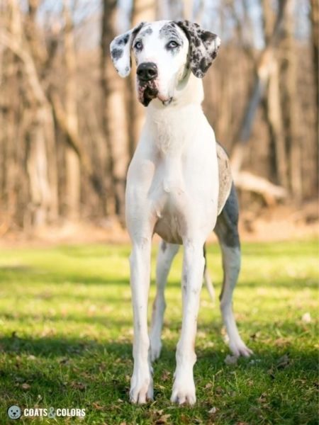 H-Locus: Great Dane Harlequin | Coats and Colors